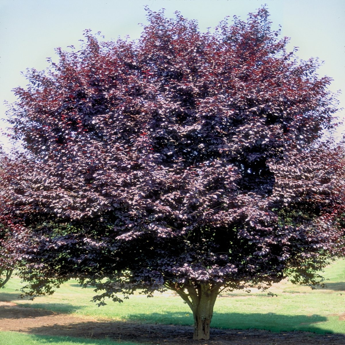 Prunus Cerasifera Krauter Vesuvius Cherry Plum | SiteOne