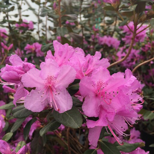 Rhododendron X Abbeys Re View Rhododendron Siteone