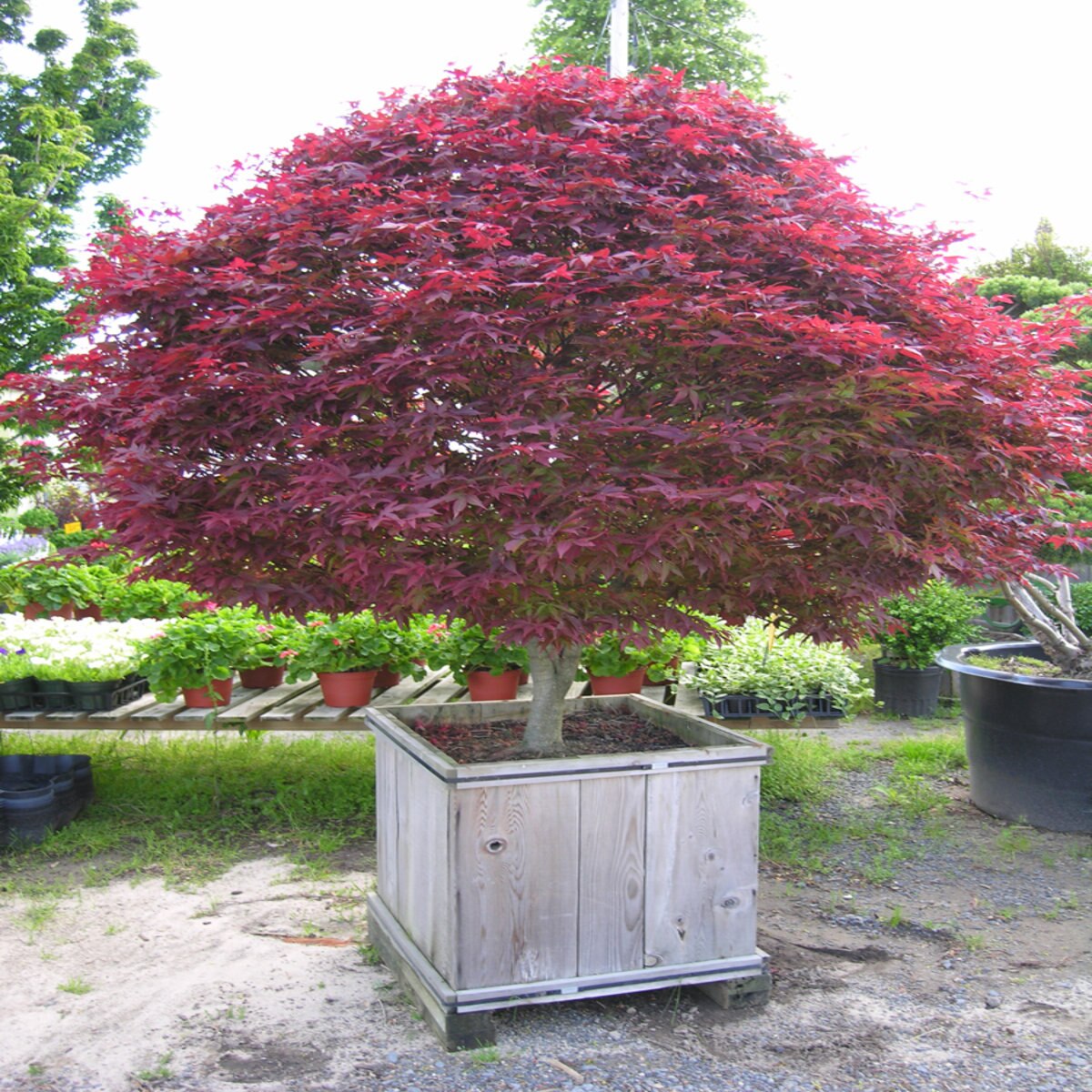 Acer Palmatum Rhode Island Red Japanese Maple | SiteOne