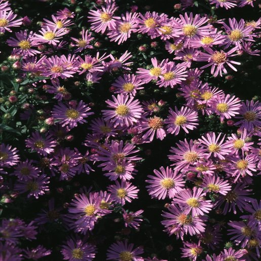 Aster Dumosus Woods Light Blue New York Aster | SiteOne