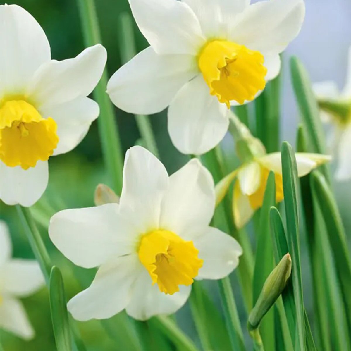 Narcissus Bulb Miniature Jack Snipe Rockgarden Daffodil | SiteOne