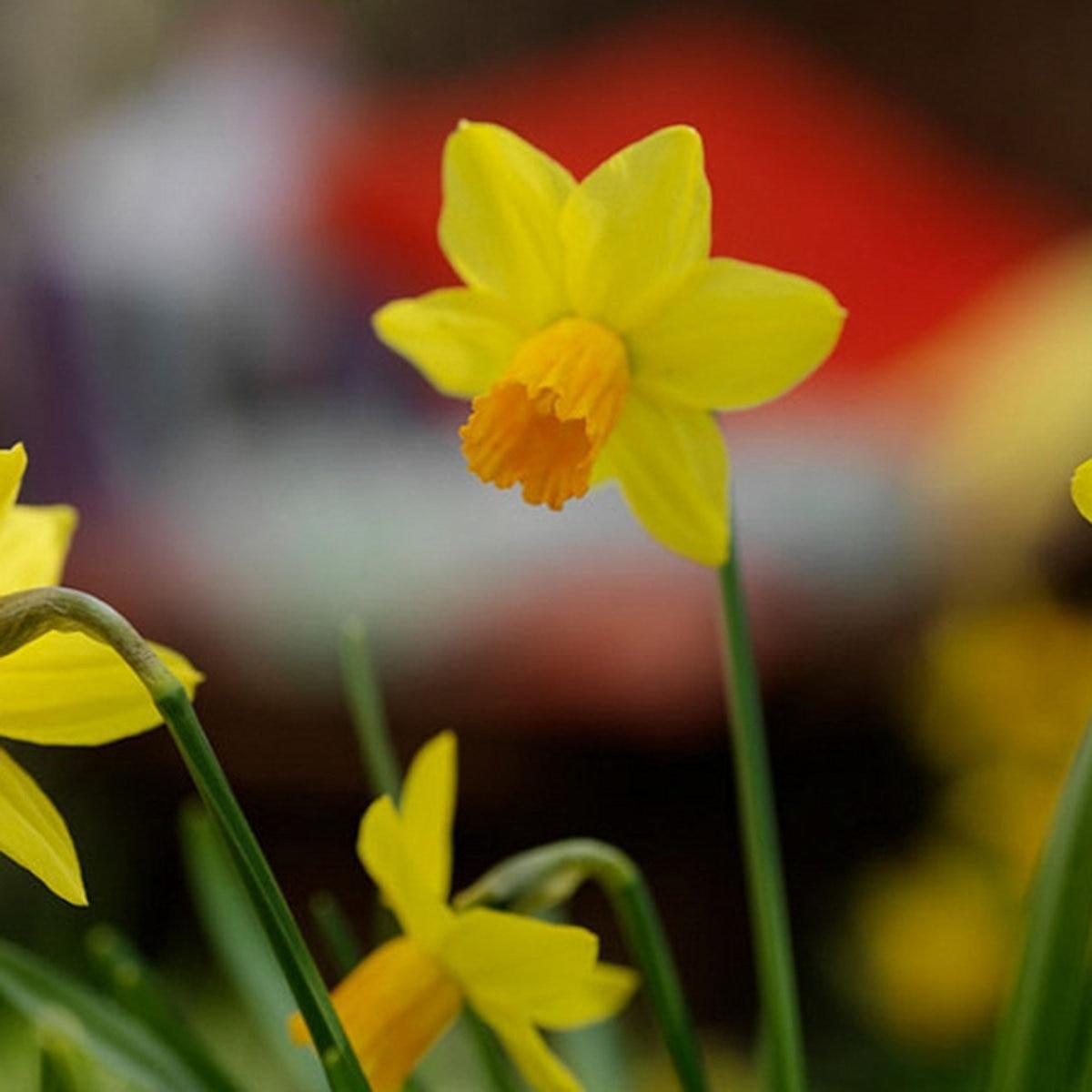 Narcissus Bulb Miniature Jetfire Rockgarden Daffodil | SiteOne