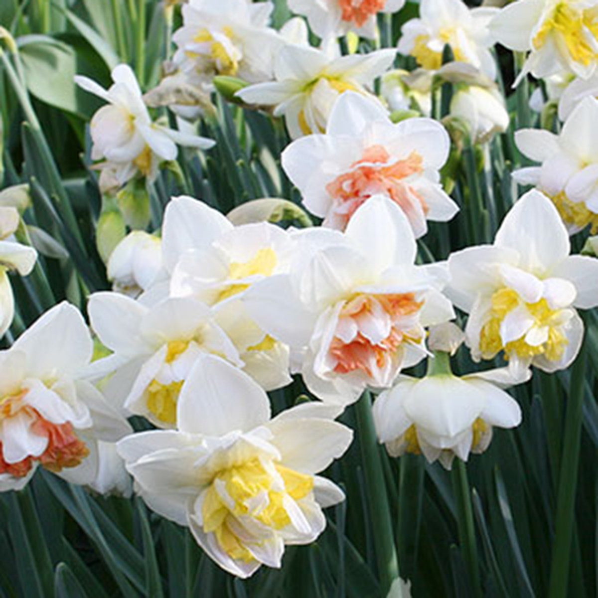 Narcissus Bulb Sweet and Fruity Mixture Daffodil | SiteOne