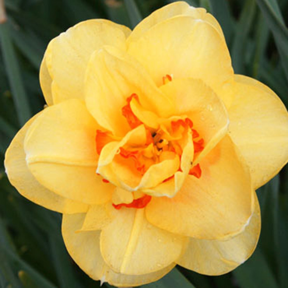 Narcissus Bulb Double Tahiti Daffodil Each | SiteOne