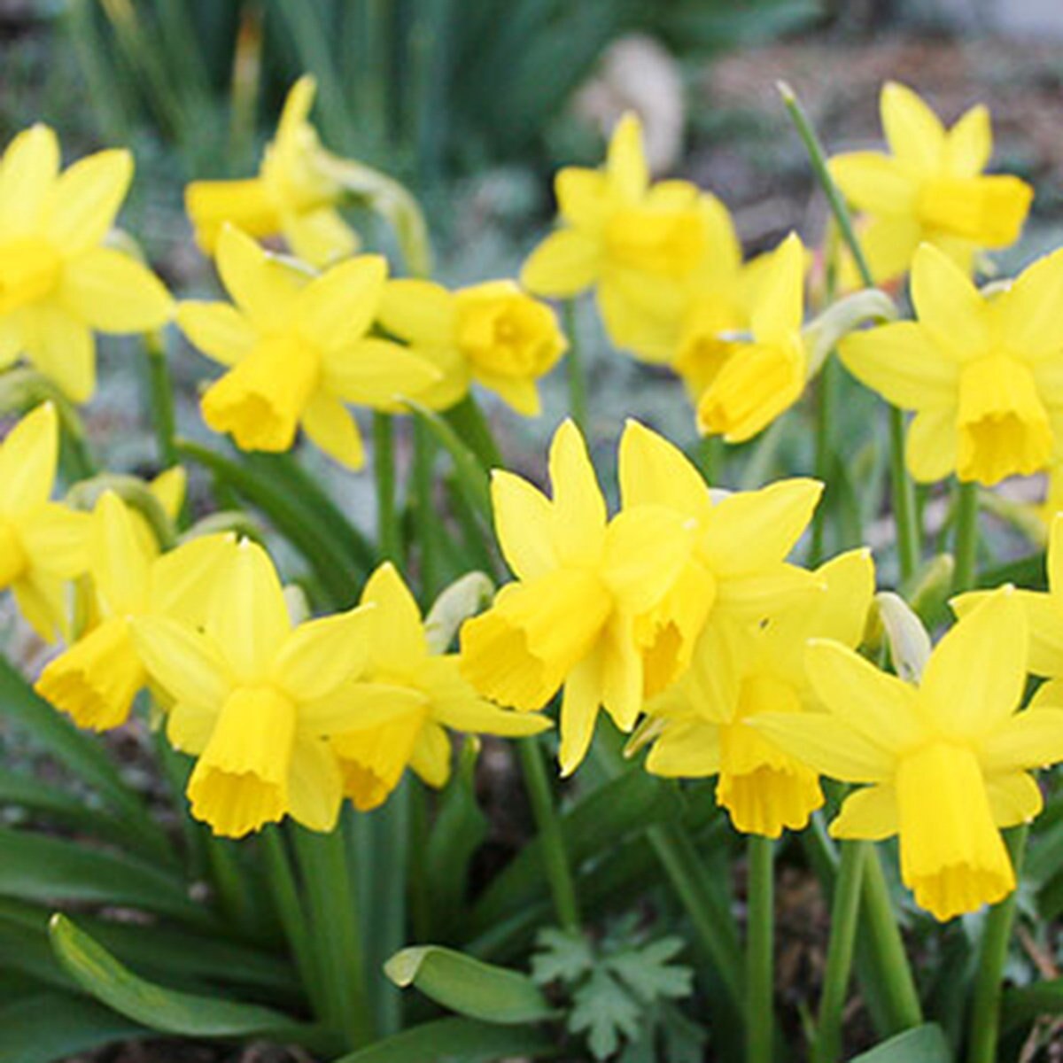 Narcissus Bulb Miniature Tete A Tete Rockgarden Daffodi | SiteOne