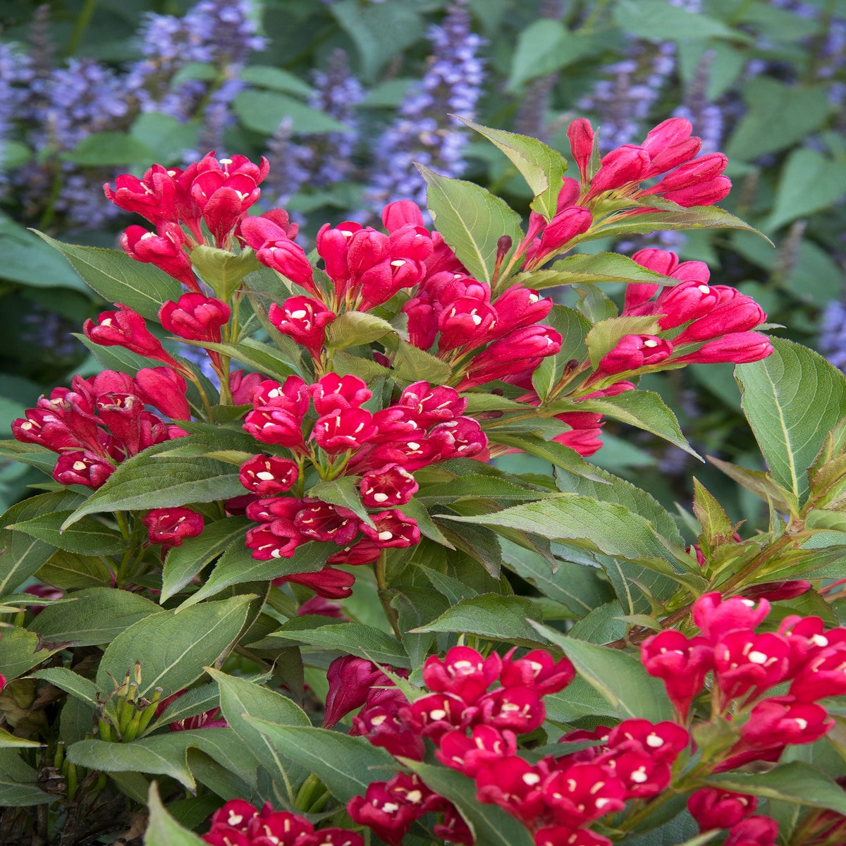 Weigela Florida Crimson Kisses Weigela | SiteOne