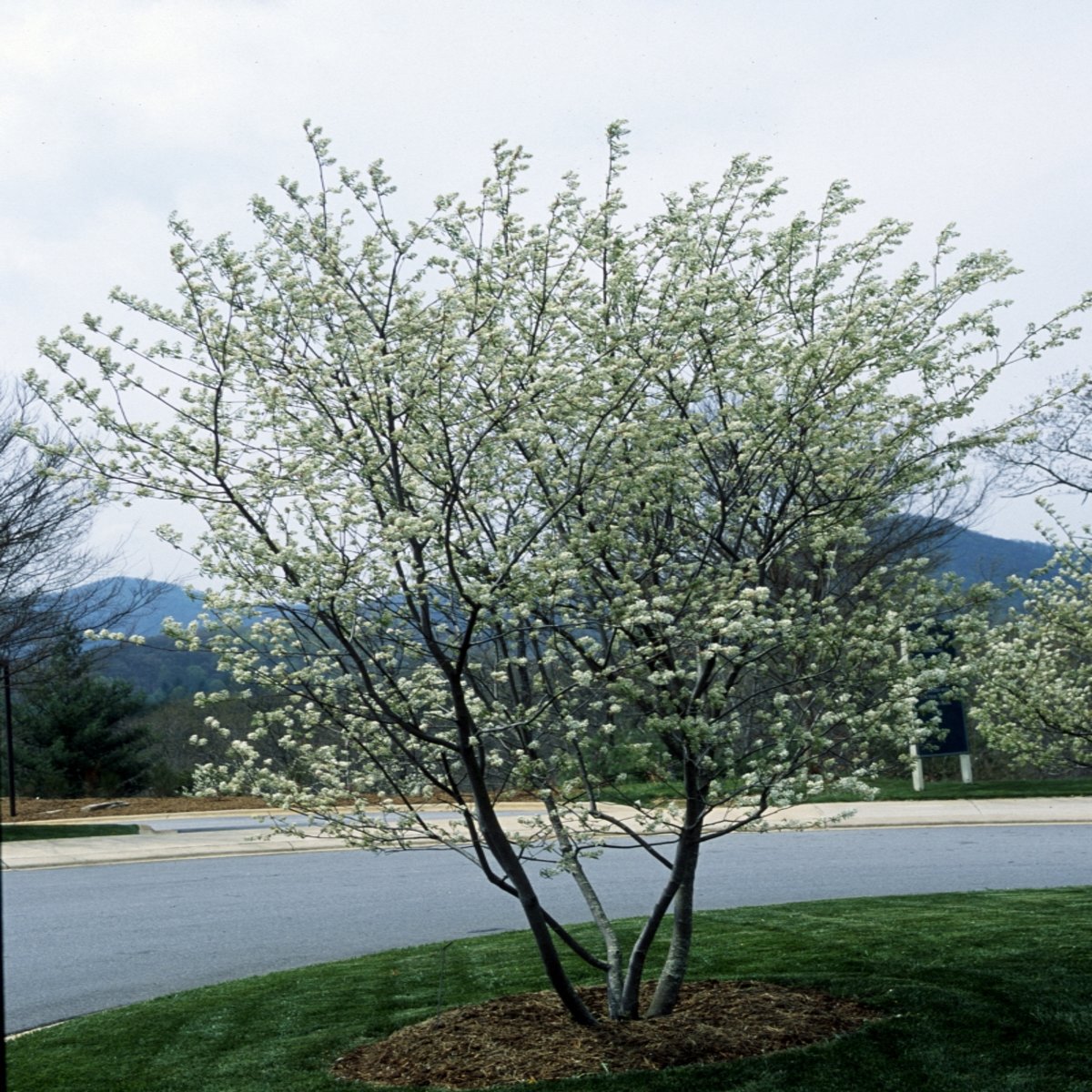 Amelanchier X Grandiflora Princess Diana Apple Serviceb | SiteOne