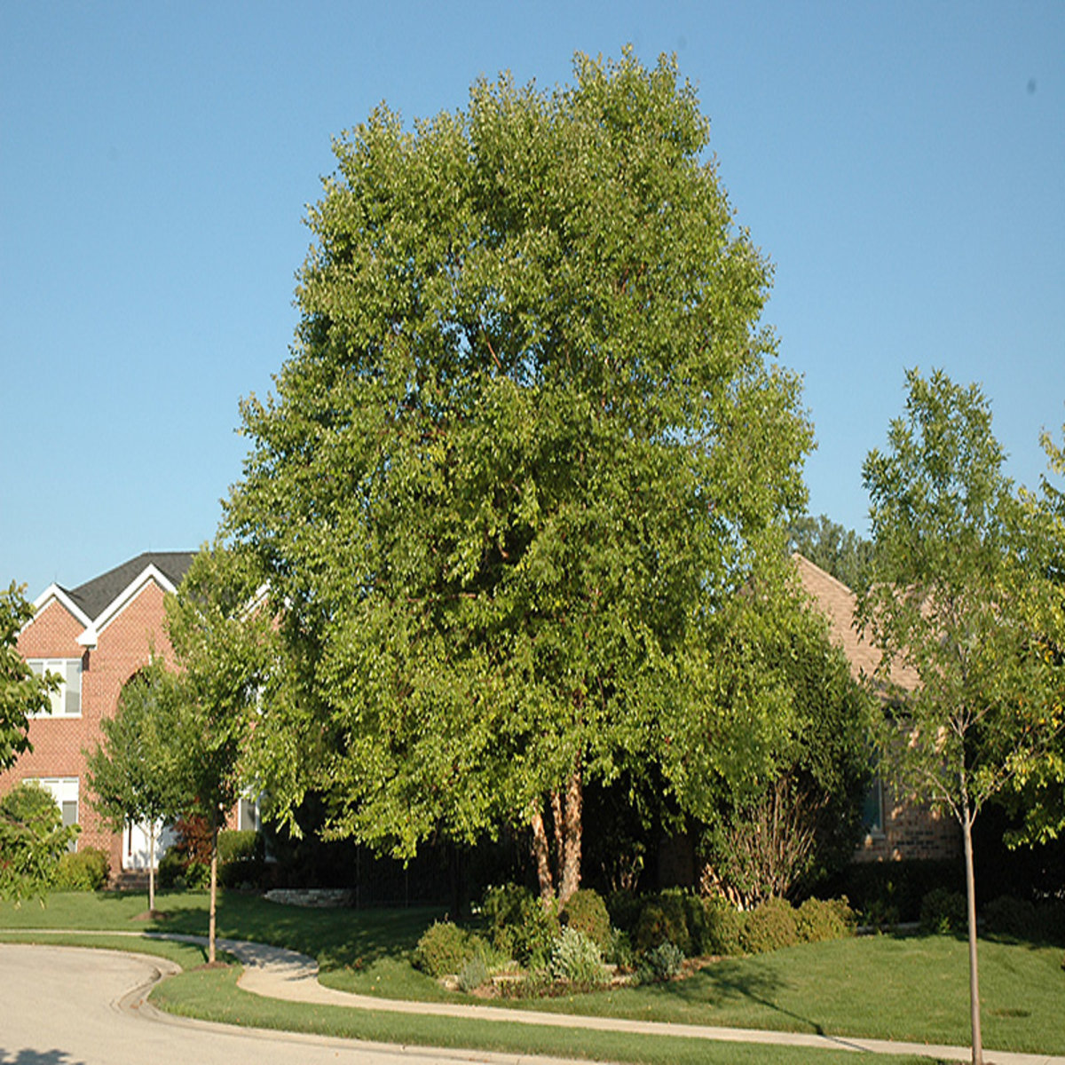 Betula Nigra Heritage River Birch | SiteOne