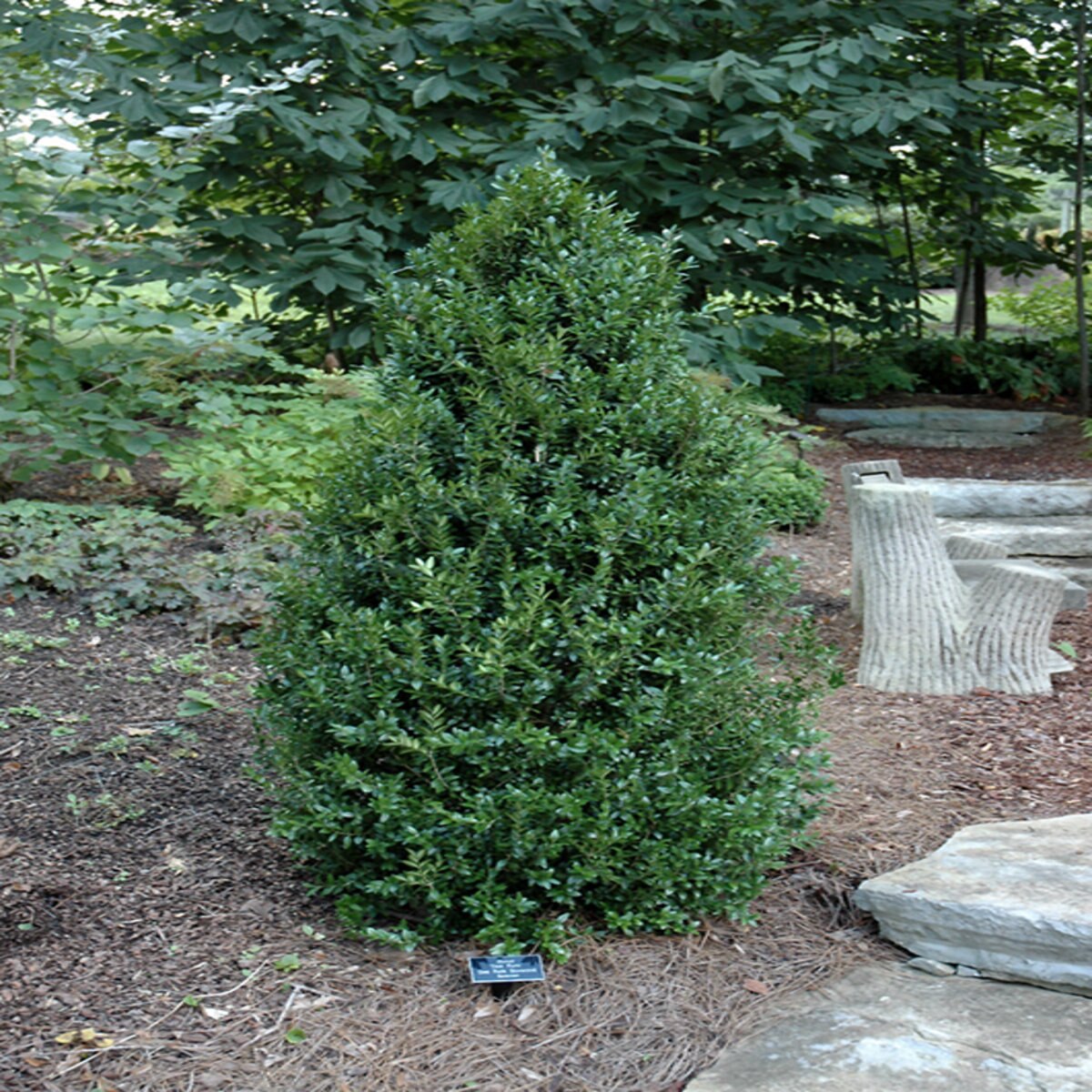 Buxus Sempervirens Dee Runk American Boxwood | SiteOne
