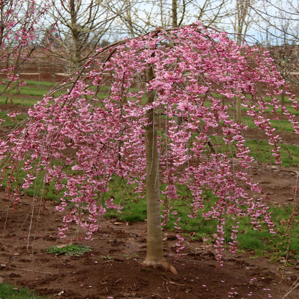 Prunus X Pink Cascade Weeping Cherry | SiteOne