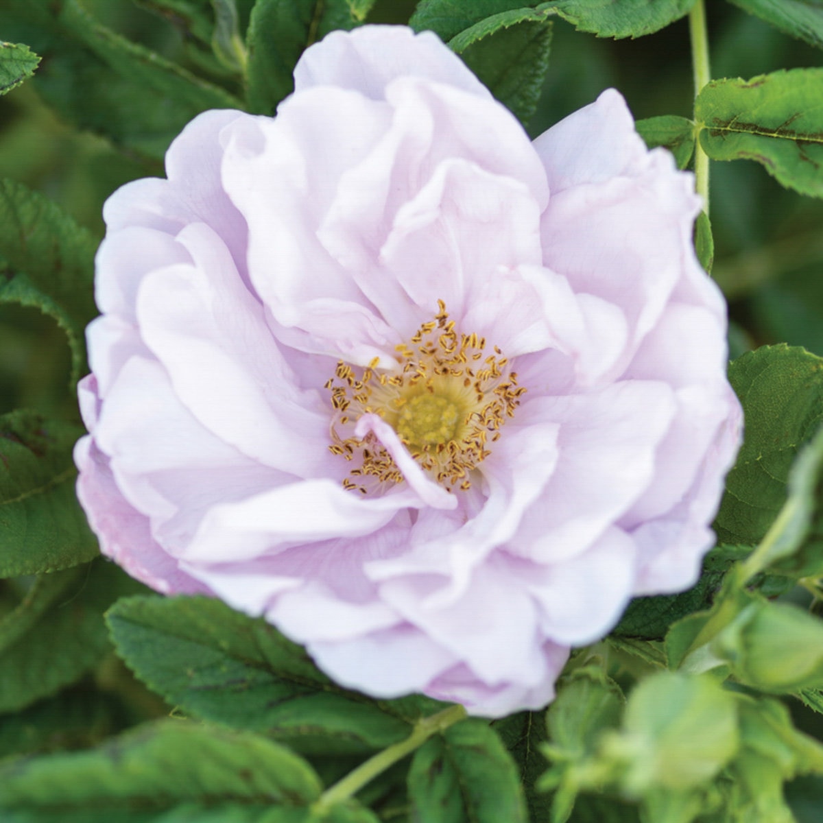 Rosa Rugosa Snow Pavement Japanese Rose | SiteOne