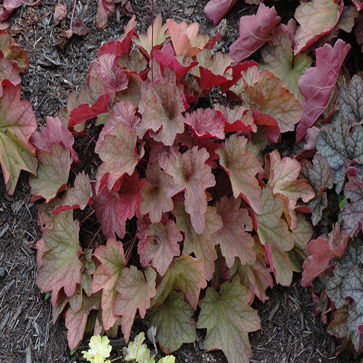 Heuchera X Villosa Carnival Watermelon Coral Bells | SiteOne