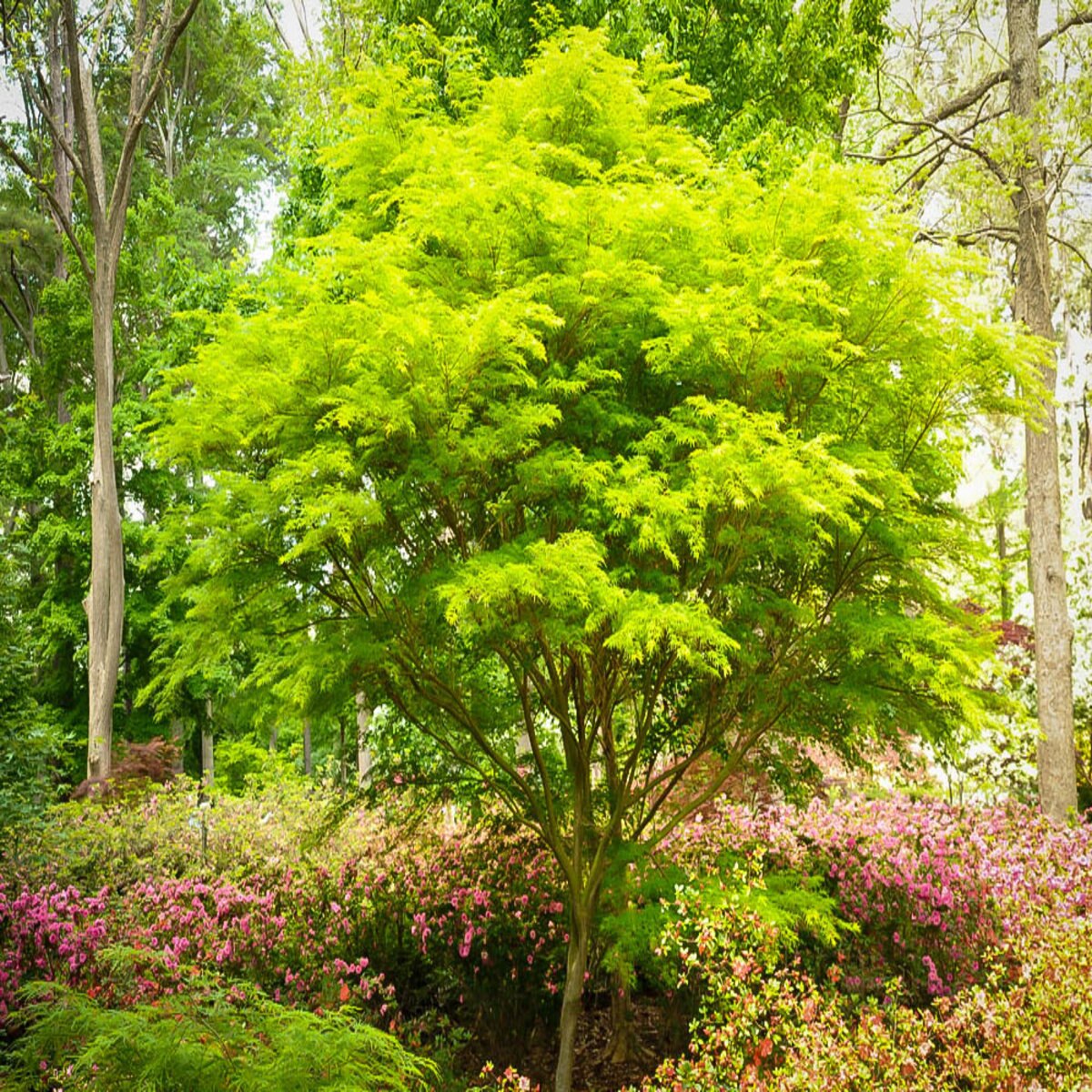 Acer Palmatum var. Dissectum Seiryu Cutleaf Japanese Ma | SiteOne