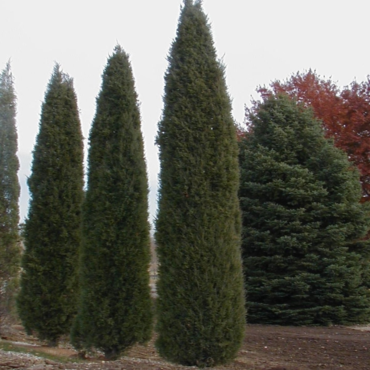 Juniperus Virginiana Taylor Eastern Red Cedar | SiteOne
