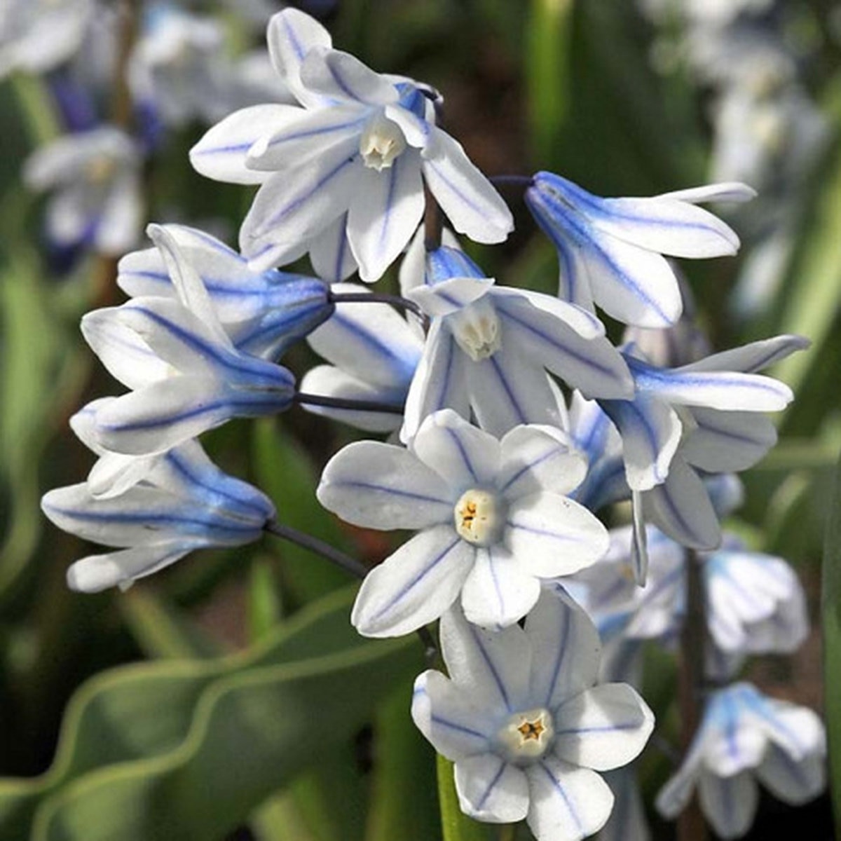 Puschkinia Bulb Scilloides Libanotica Striped Squill Ea | SiteOne