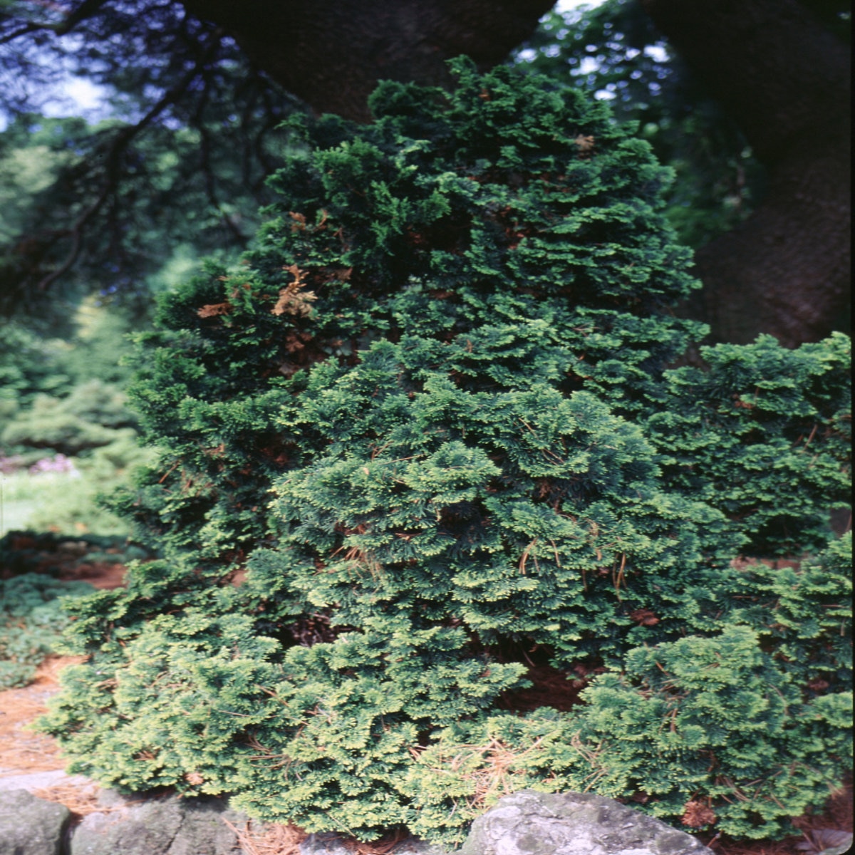 Chamaecyparis Obtusa Verdoni Hinoki Falsecypress | SiteOne
