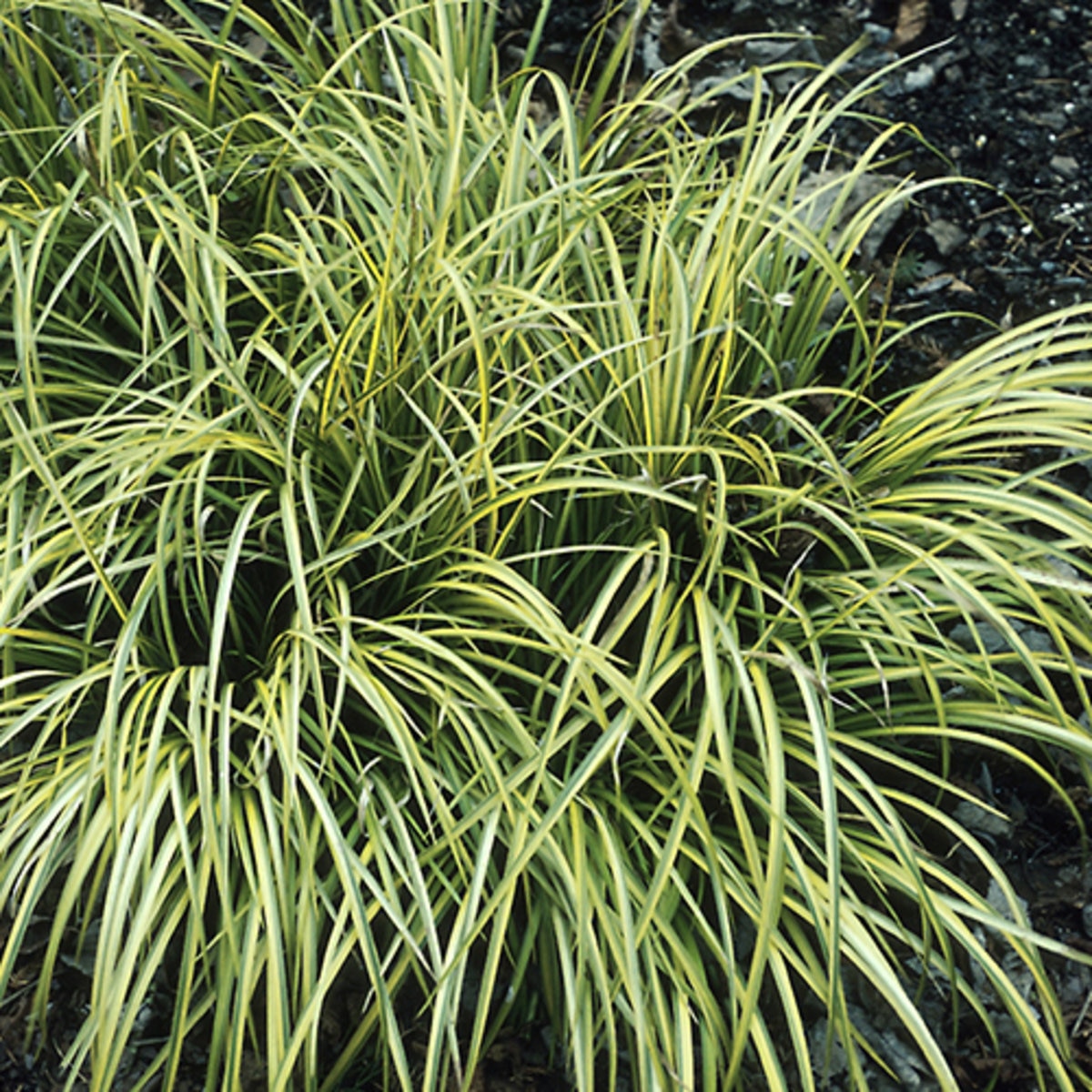 Acorus Gramineus Ogon Golden Variegated Sweet Flag | SiteOne