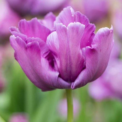 Tulipa Bulb Parrot Blue Parrot Tulip | SiteOne
