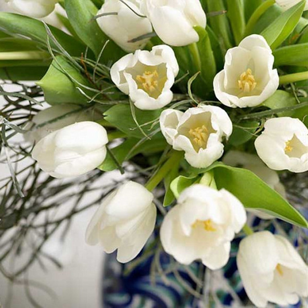 Tulipa Bulb Triumph Inzell Tulip | SiteOne