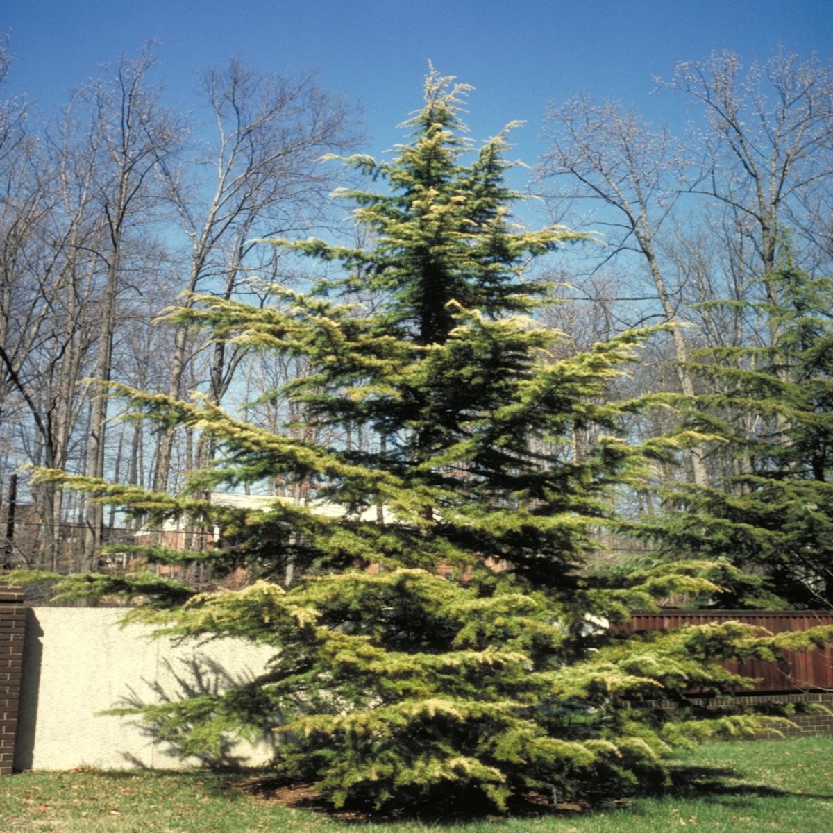 Cedrus Deodara Deodar Cedar | SiteOne