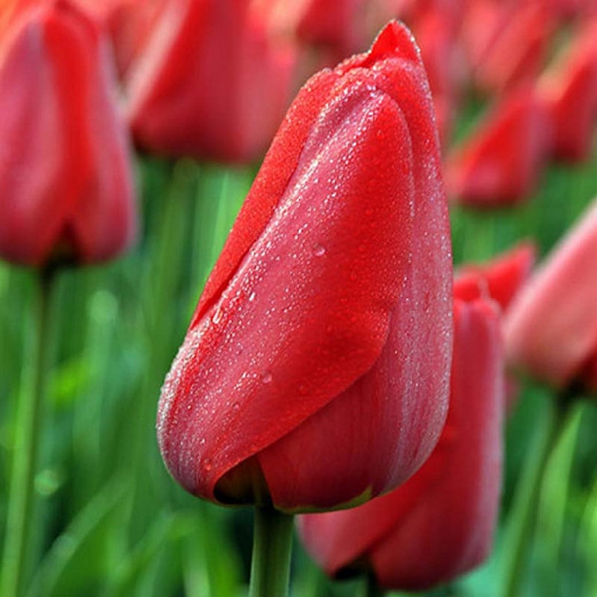 Tulipa Bulb Darwin Hybrid Parade Tulip | SiteOne