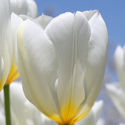 Tulipa Bulb Fosteriana Emperor Purissima Tulip | SiteOne