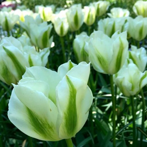 Tulipa Bulb Viridiflora Spring Green Tulip | SiteOne