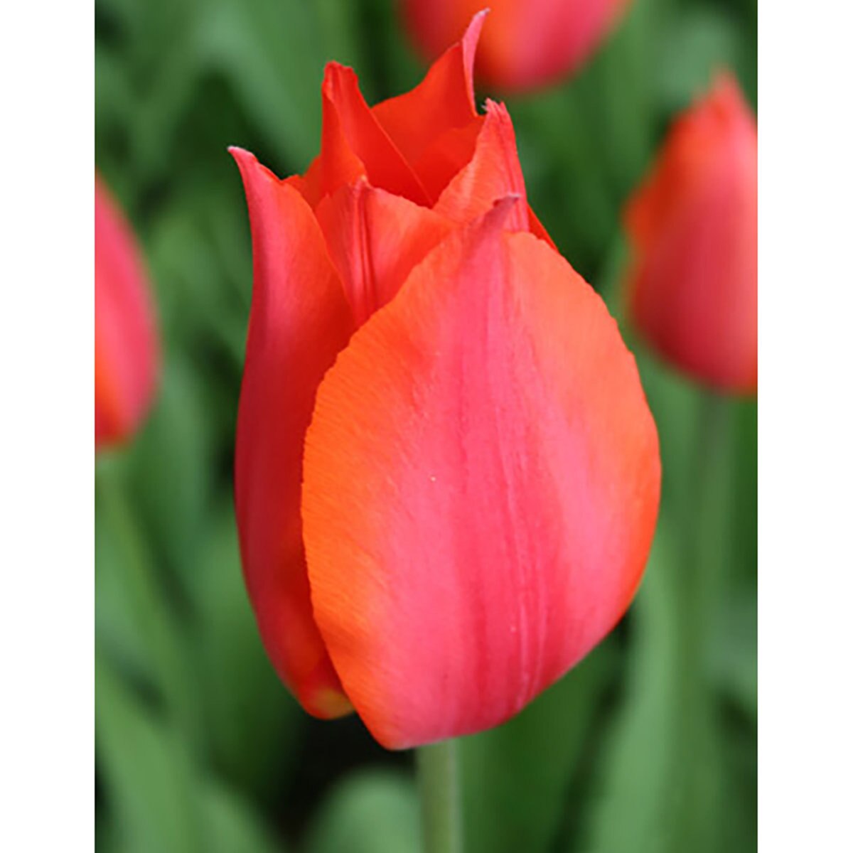 Tulipa Bulb Single Late Temple of Beauty Tulip | SiteOne