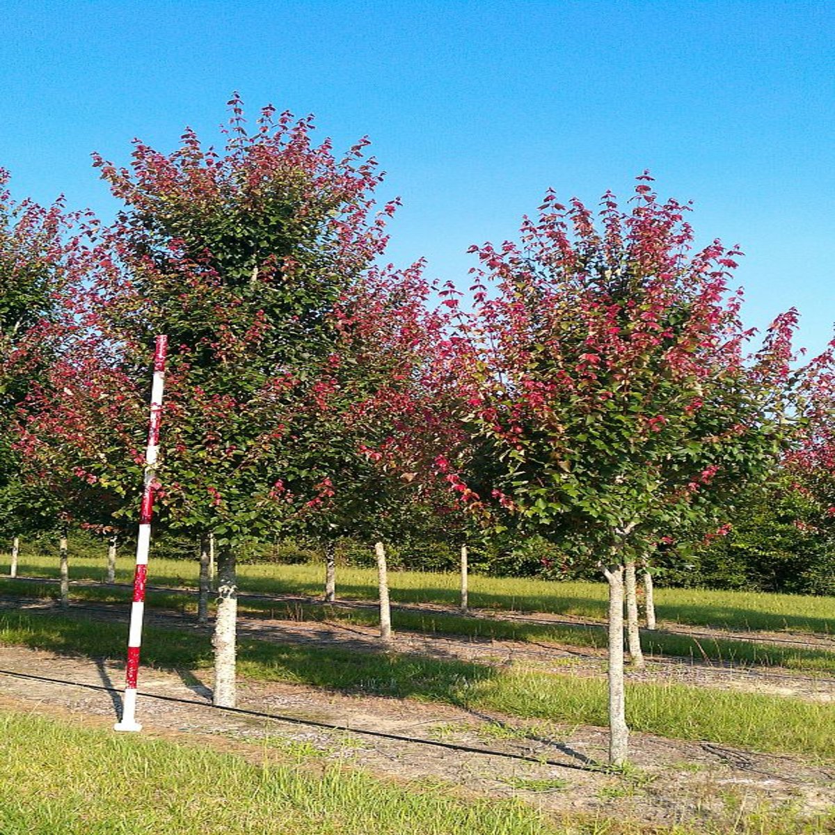 Acer Rubrum Summer Red Red Maple | SiteOne