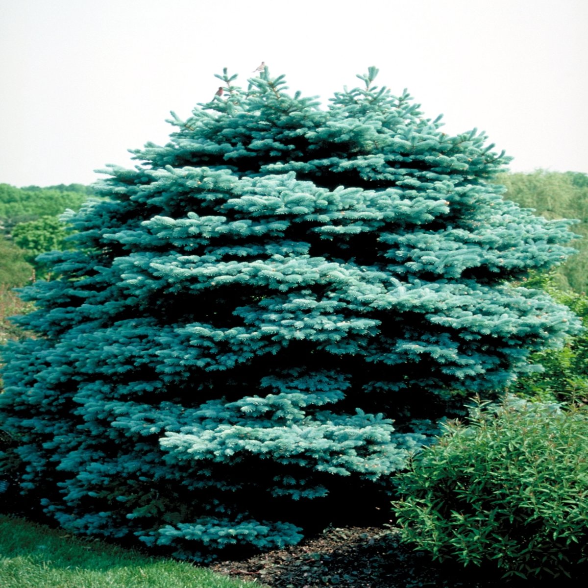 Picea Pungens Montgomery Blue Spruce | SiteOne