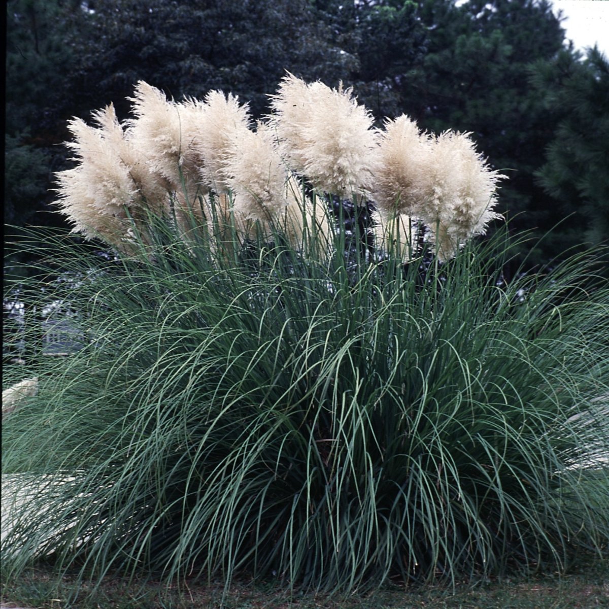 Cortaderia Selloana Pampas Grass | SiteOne