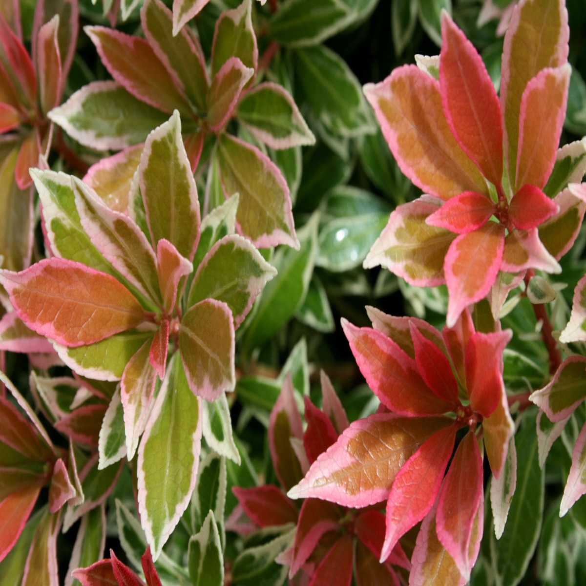 Pieris Japonica Compacta Japanese Andromeda | SiteOne