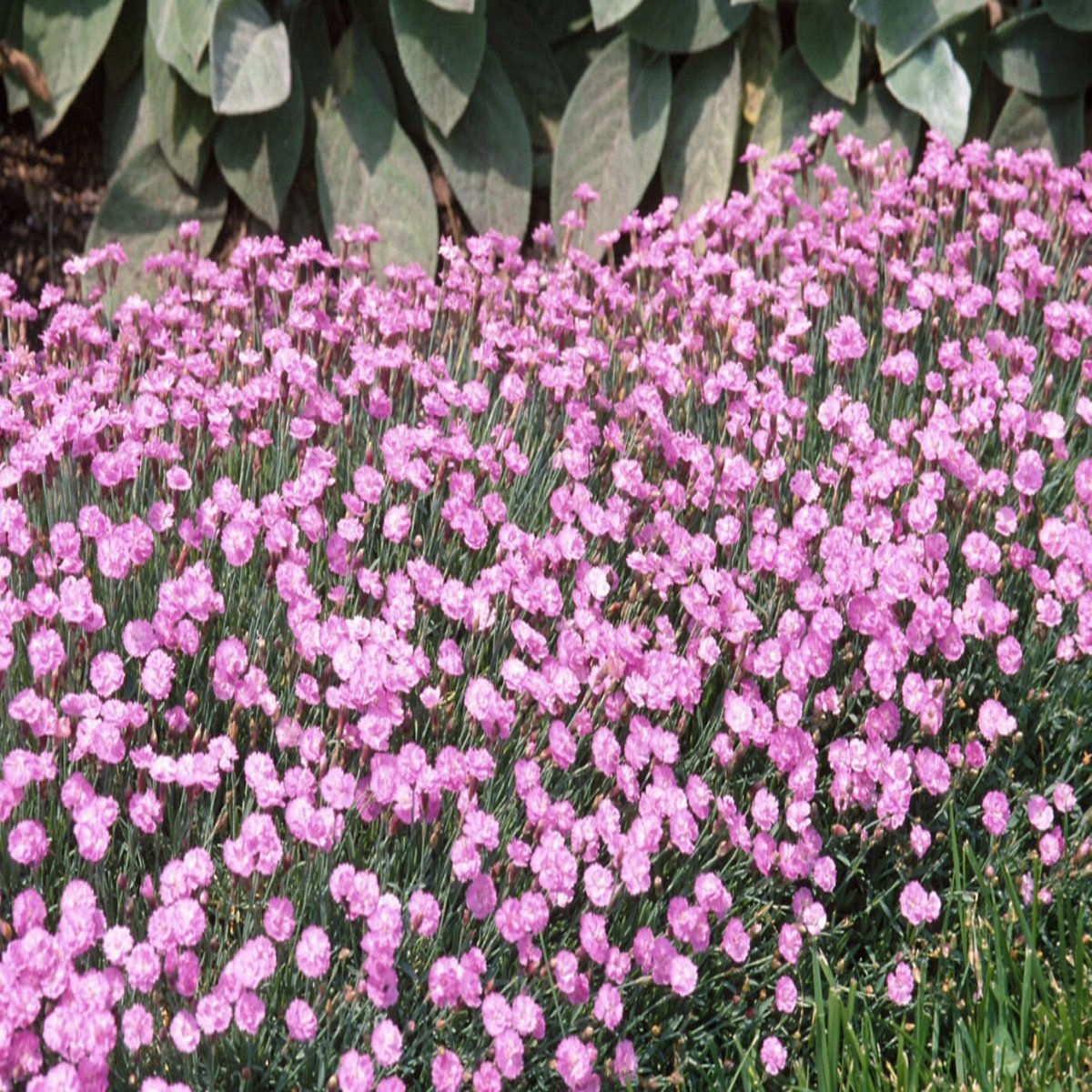 Dianthus Gratianopolitanus Tiny Rubies Pinks | SiteOne