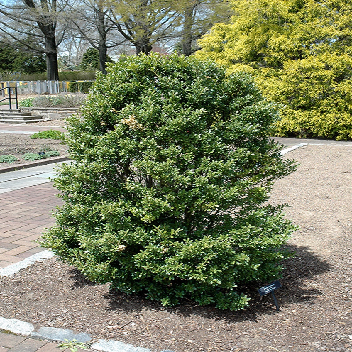 Ilex Crenata Excelsa Schwoebel Japanese Holly | SiteOne