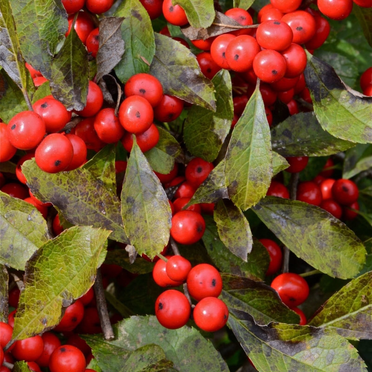 Ilex Verticillata Red Sprite Winterberry Holly | SiteOne