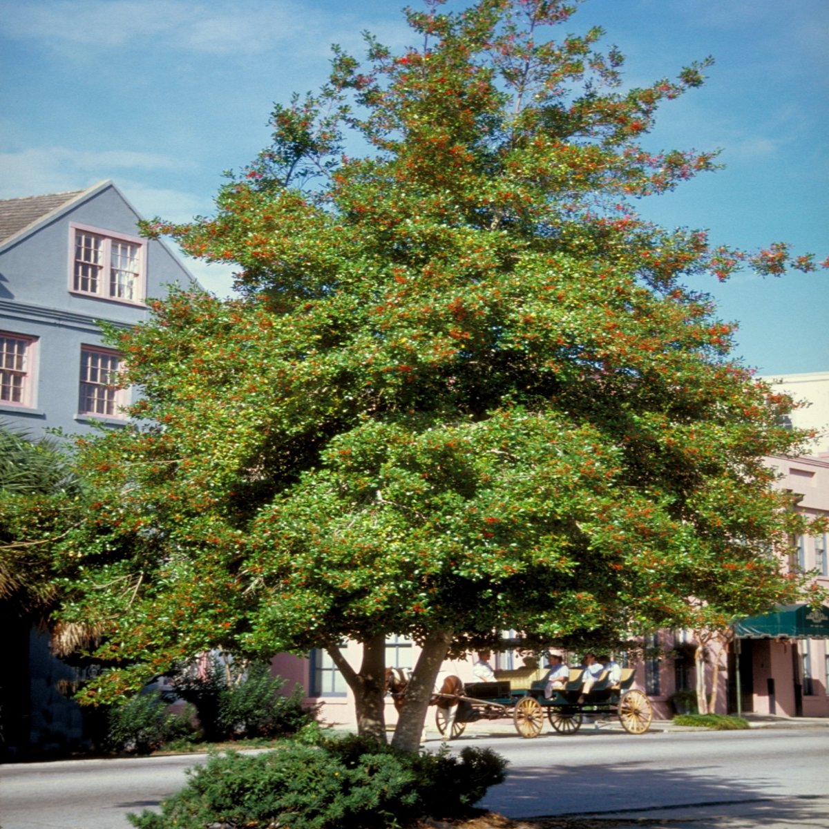 Ilex X East Palatka Holly | SiteOne
