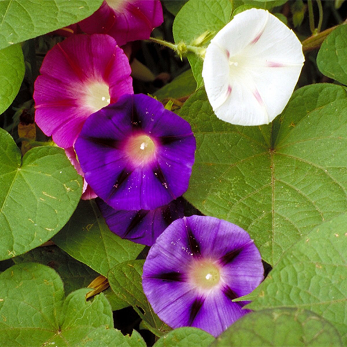 Ipomoea Batatas Tricolor Sweet Potato Vine | SiteOne