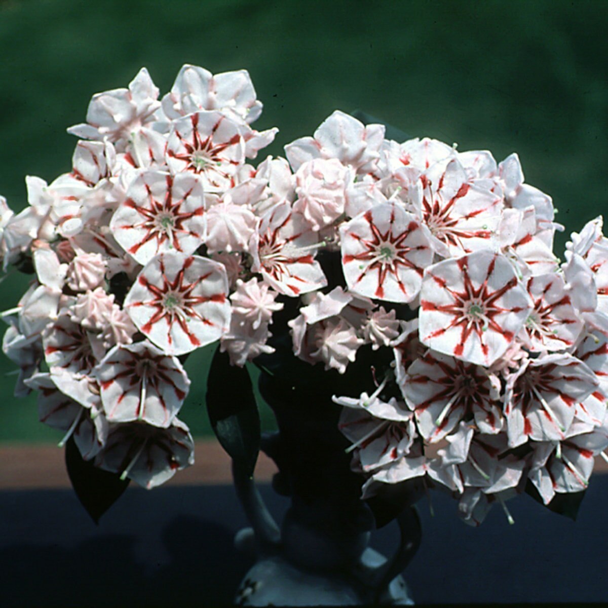 Kalmia Latifolia Peppermint Mountain Laurel | SiteOne