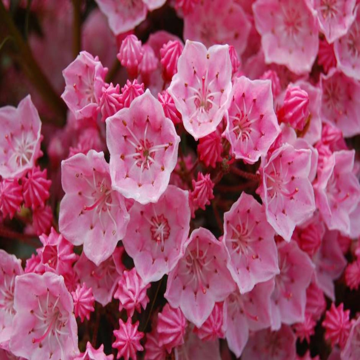 Kalmia Latifolia Tinkerbell Mountain Laurel | SiteOne