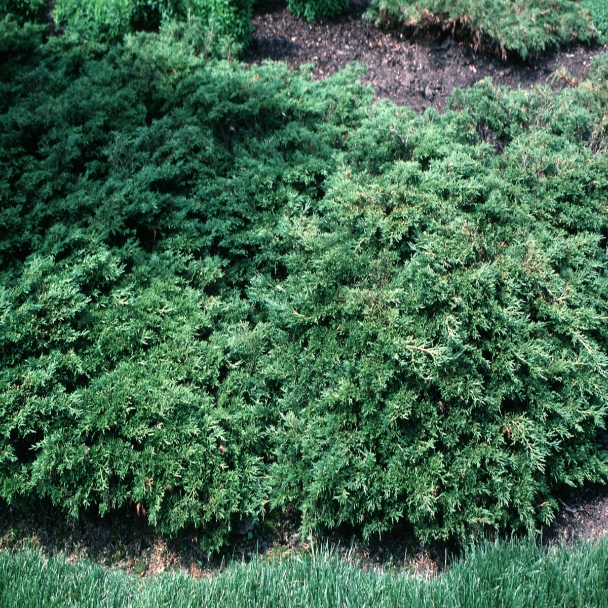 Juniperus Sabina Calgary Carpet Savin Juniper | SiteOne