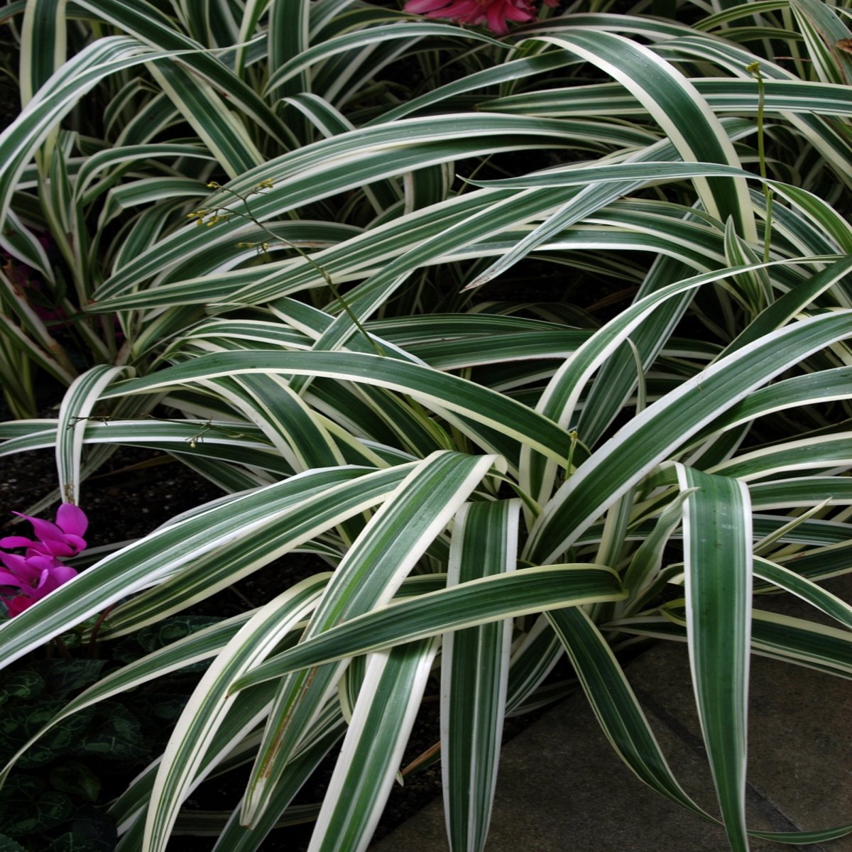 Dianella Tasmanica Variegata Flax Lily | SiteOne