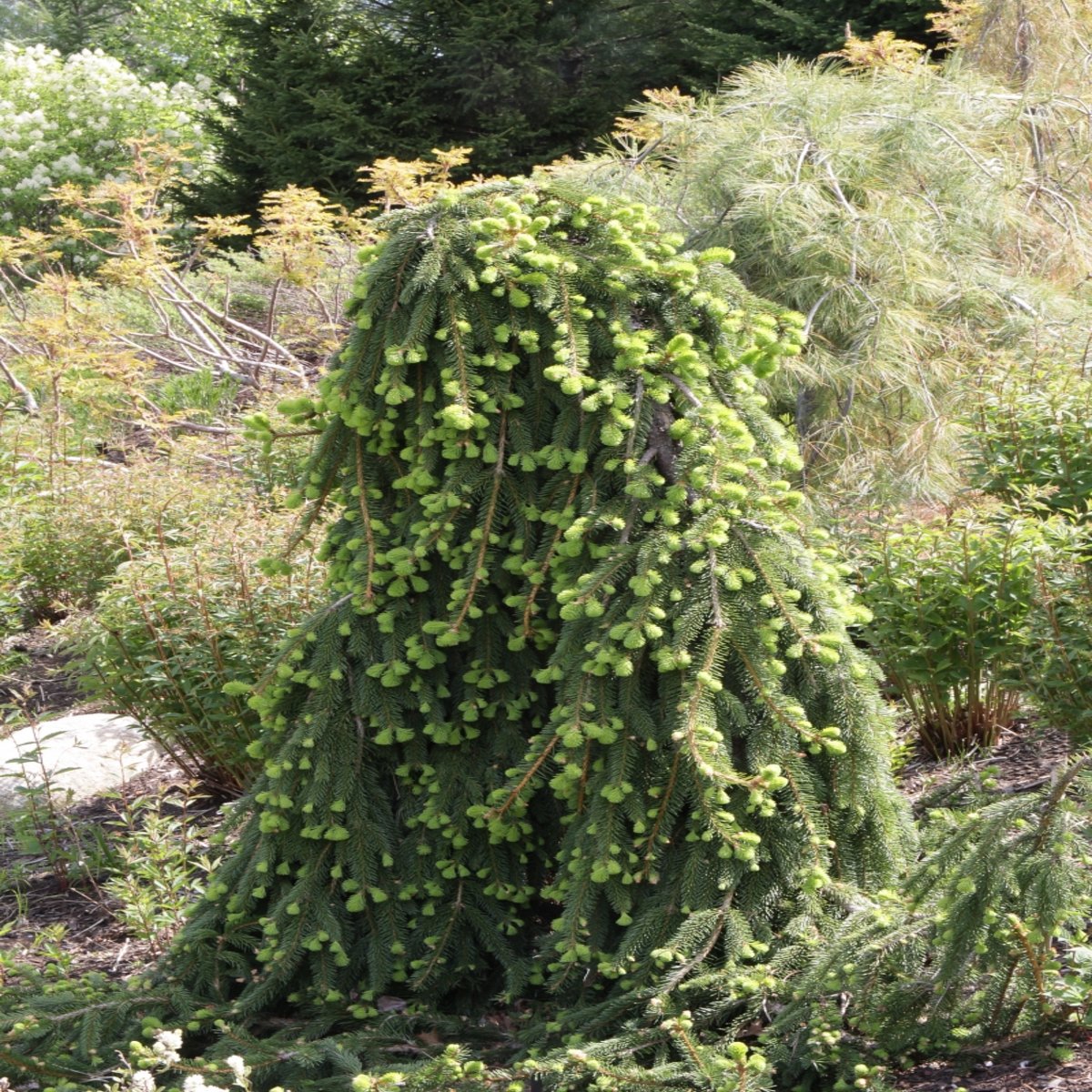 Picea Abies Pendula Norway Spruce | SiteOne