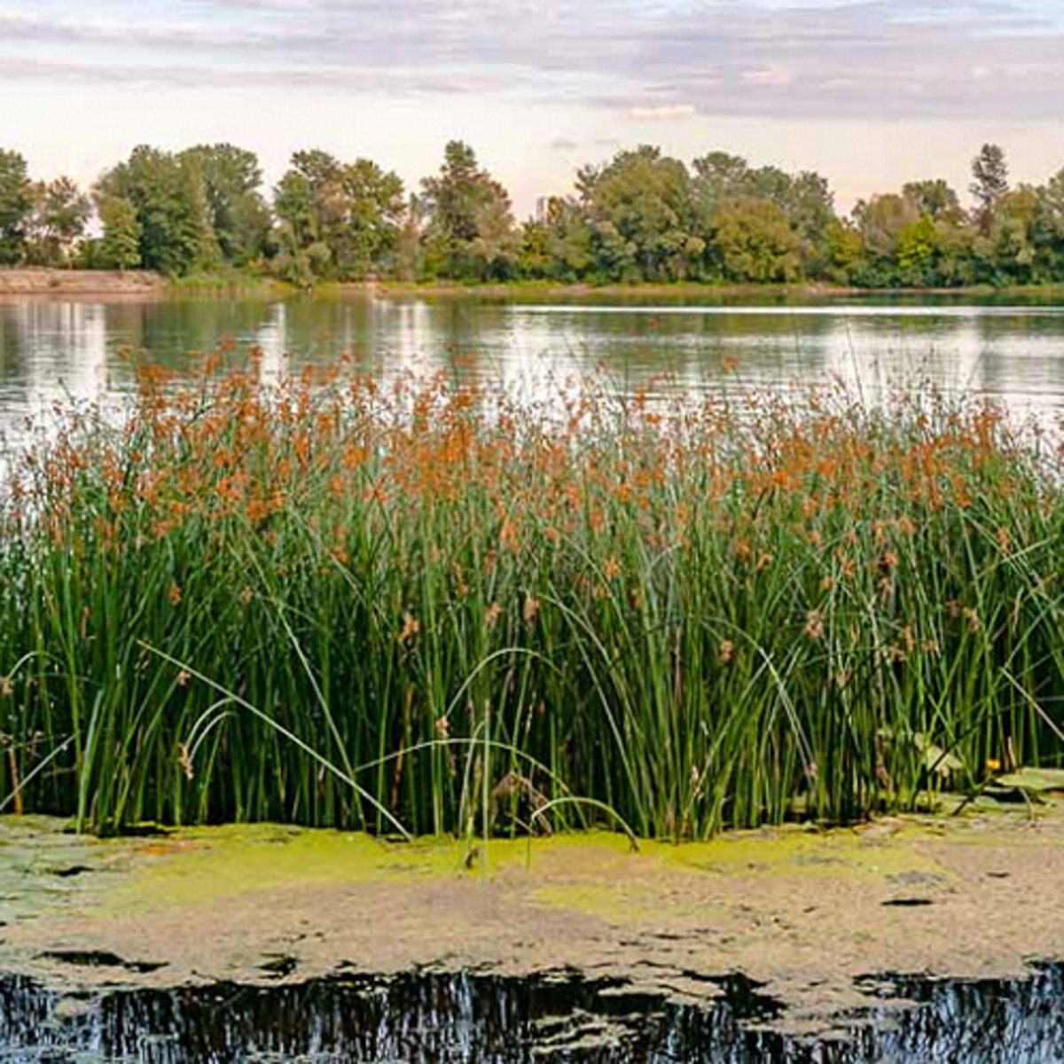 Scirpus Tabernaemontani (Validus) Soft-Stem Bulrush | SiteOne