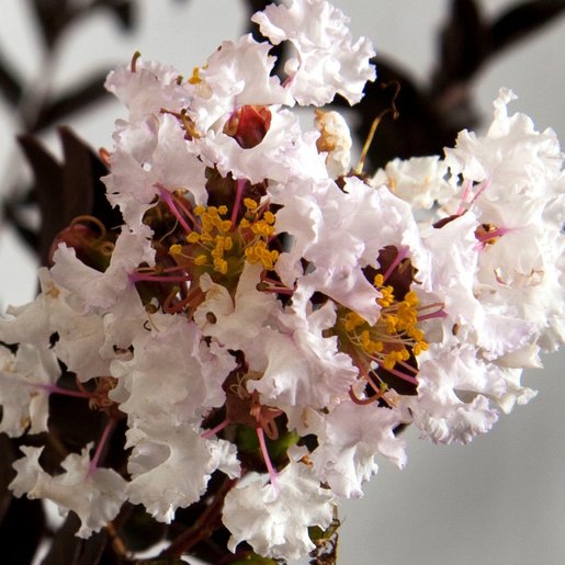 Lagerstroemia Indica Delta Moonlight Crape Myrtle | SiteOne
