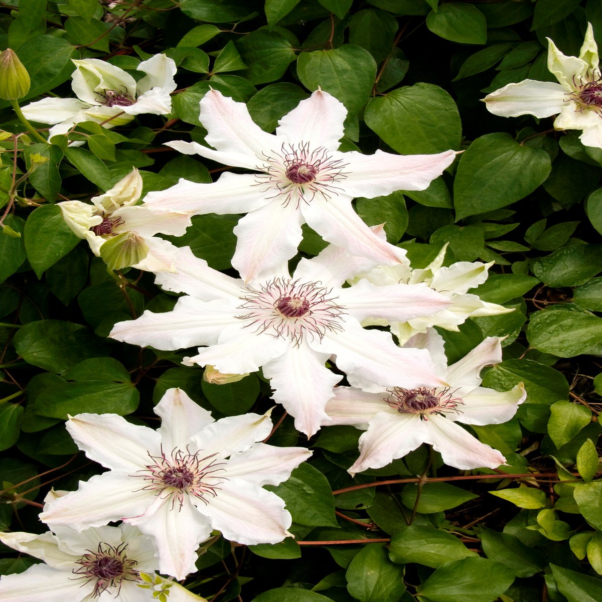 Clematis Vancouver Fragrant Star Clematis | SiteOne