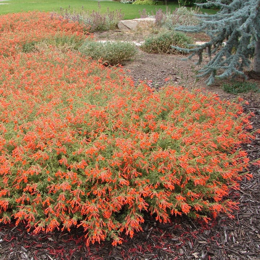Zauschneria Garrettii Hummingbird Trumpet | SiteOne