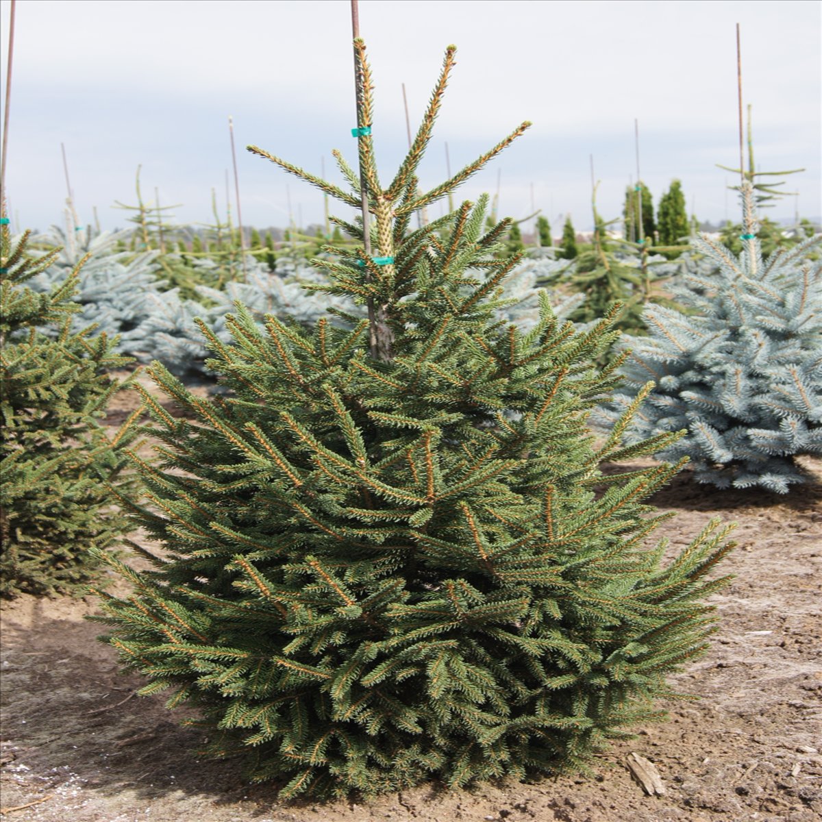 Picea Orientalis Gowdy Oriental Spruce | SiteOne