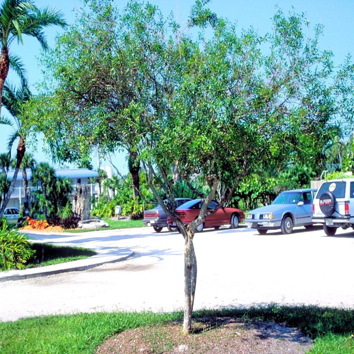 Forestiera Segregata Florida Privet | SiteOne