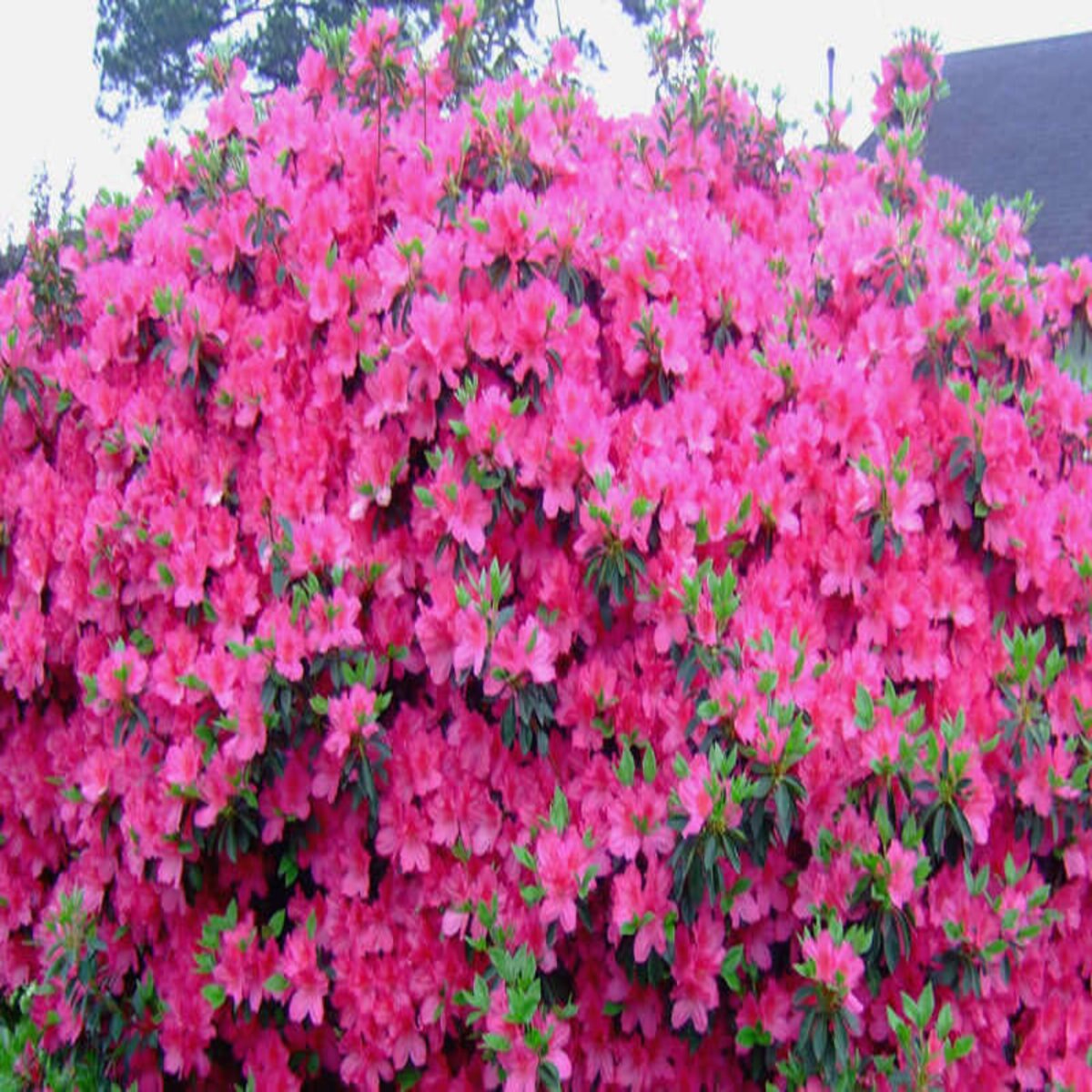 Rhododendron X Judge Solomon Azalea | SiteOne
