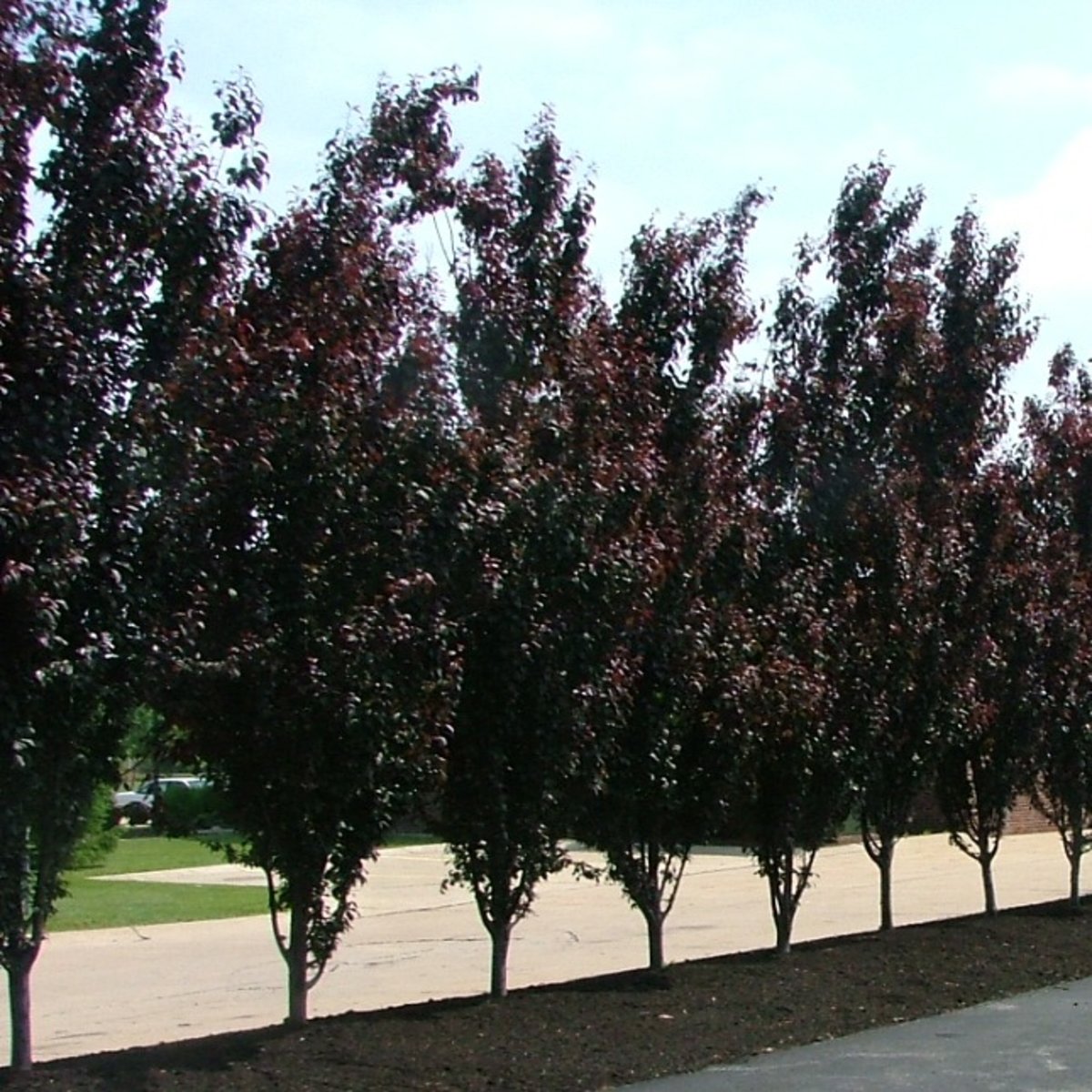 Prunus Cerasifera Crimson Pointe Flowering Plum | SiteOne